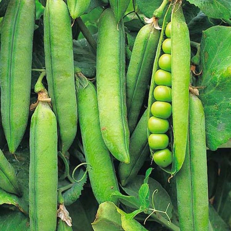 햇 완두콩4kg 내외 속이 꽉차 있는 고소함 홈플러스 택배배송