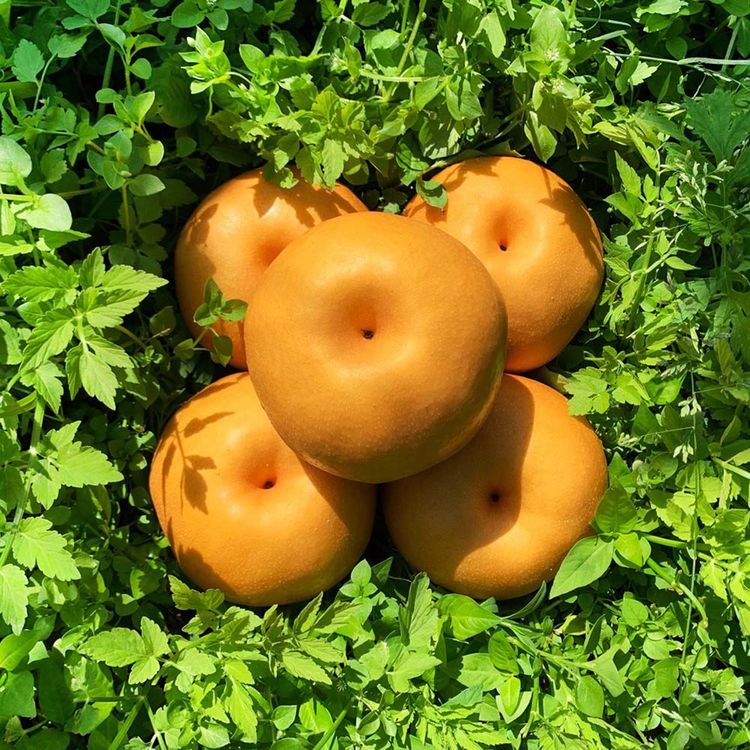 [GAP]정품 나주배 5kg(8-10과) | 홈플러스 택배배송