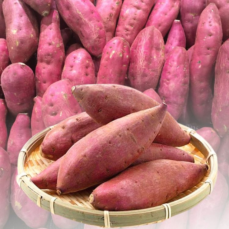 포미식탁 해남 꿀 고구마 햇 세척고구마 3kg 중상 홈플러스 택배배송