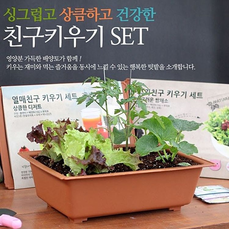 새싹키우기 재배 채소키우기 세트 홈플러스 택배배송