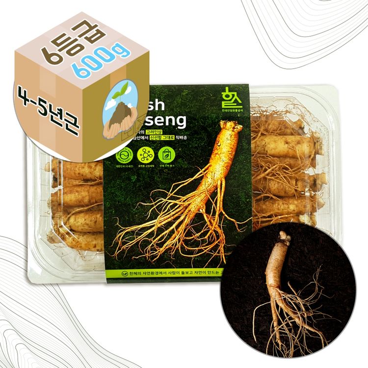 Gsday 고려 생 인삼 수삼 4 5년근 6호 가정용 600g 홈플러스 택배배송