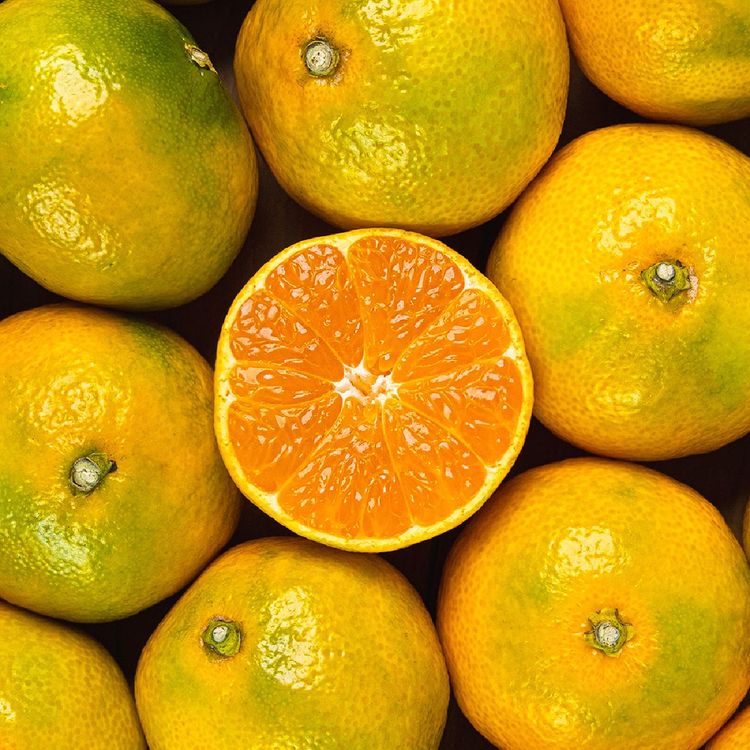 제주 극조생 노지 감귤 2S-M 로얄(중) 2kg | 홈플러스 택배배송