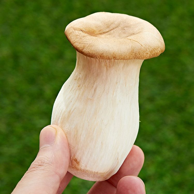 함평 무농약 새송이버섯 2kg 상 홈플러스 택배배송