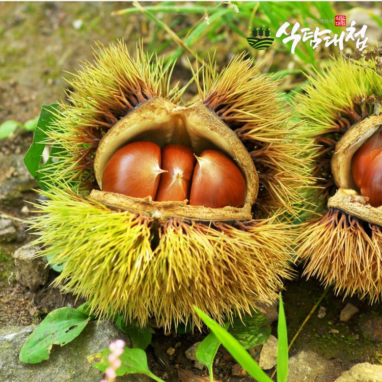 식탐대첩 국내산 꿀알밤 정품 2kg 대 홈플러스 택배배송