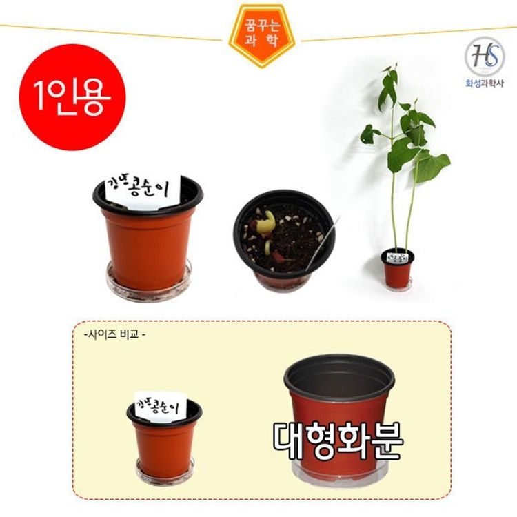 대형강낭콩기르기강낭콩키우기 받침포함1인용 홈플러스 택배배송
