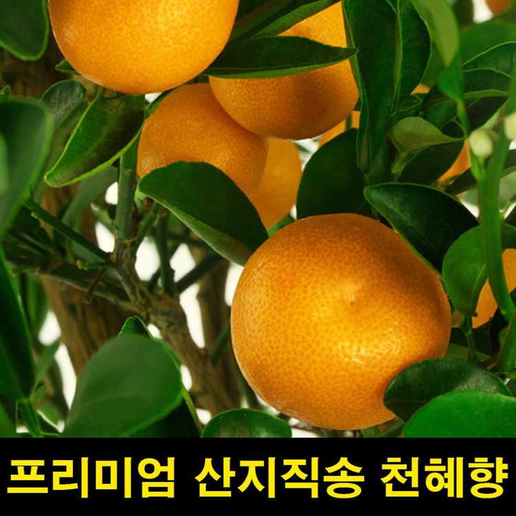 고씨네 프리미엄 천혜향5kg 밀감 감귤 한라봉 레드향 홈플러스 택배배송