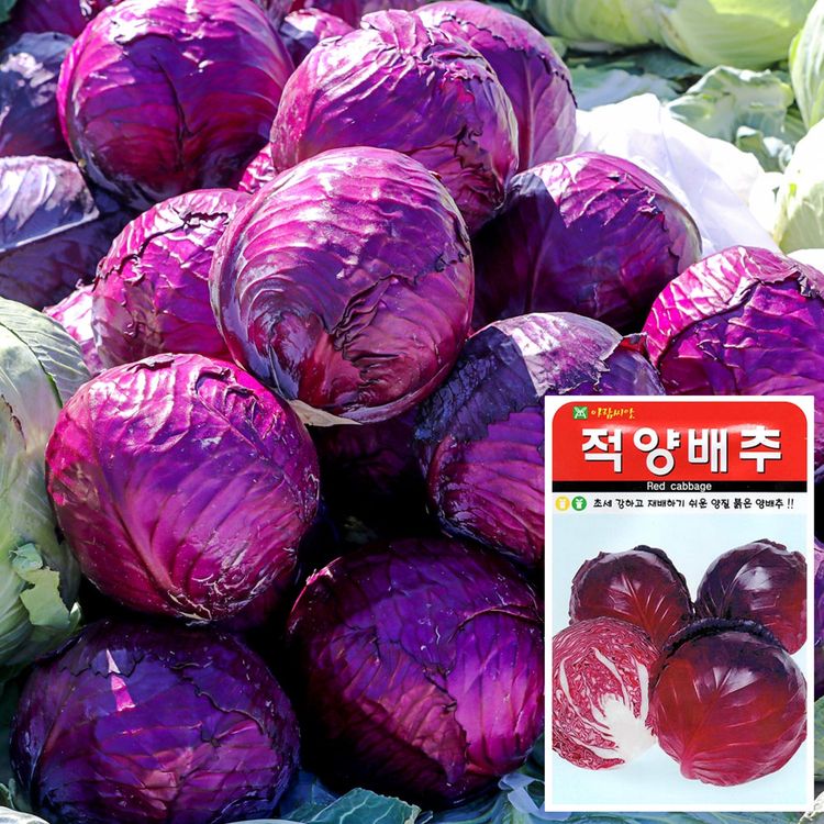 적양배추 씨앗 100립 채소씨앗 야채씨앗 양파씨앗 홈플러스 택배배송