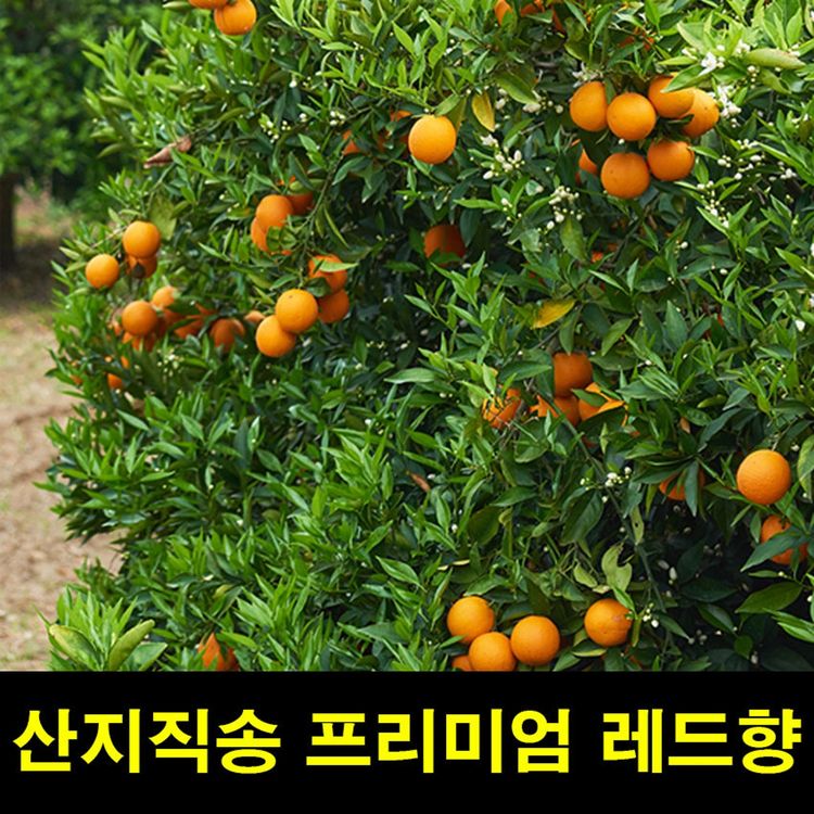 고씨네 프리미엄 레드향5kg 천혜향 제주감귤 한라봉 홈플러스 택배배송