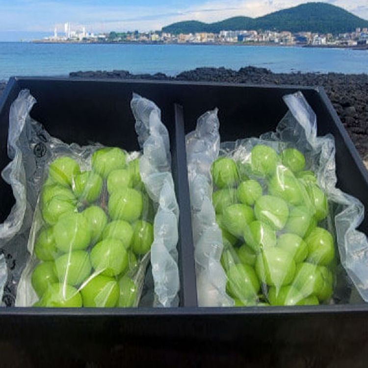 특품 제주 샤인 머스켓 선물 세트 2수 18kg 씨없는 청포도 선물용 샤인머스켓 망고포도 홈플러스 택배배송