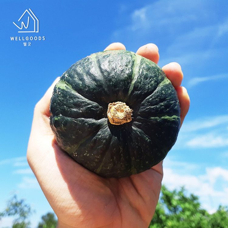 산지직송 제주 미니단호박 밤호박 45kg15 30과소과 홈플러스 택배배송