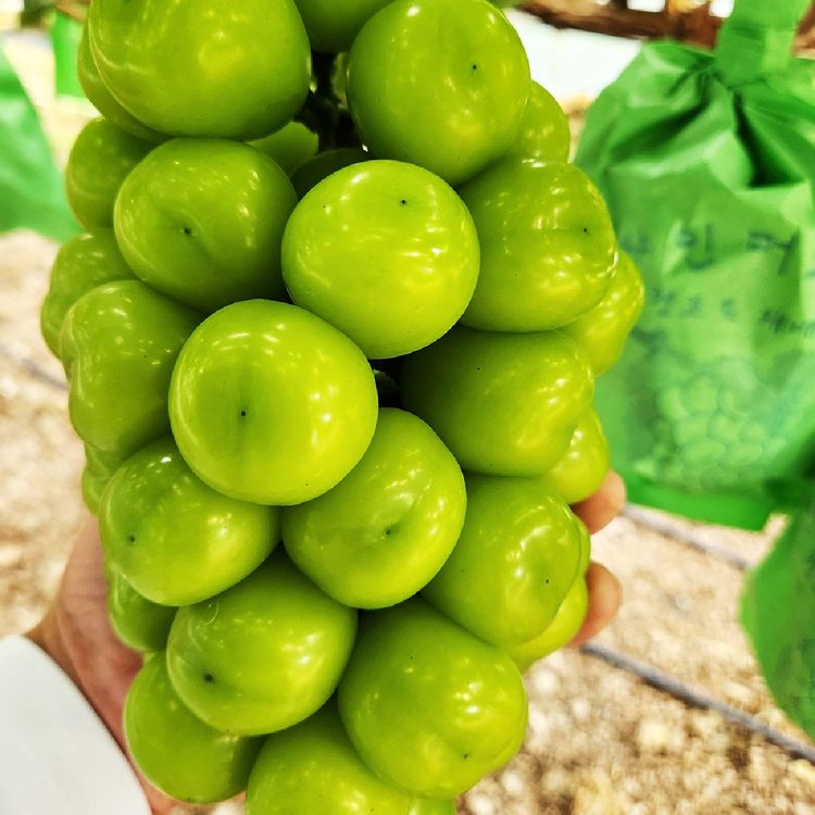 경북 상주 고당도 망고포도 샤인머스캣 2kg2수 홈플러스 택배배송