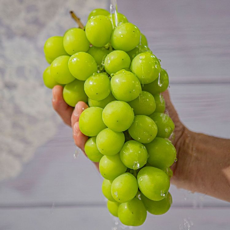김천 샤인머스켓 1수 500g 망고포도 상주 샤인머스켓 선물 씨없는 청포도 선물용 샤인머스 홈플러스 택배배송