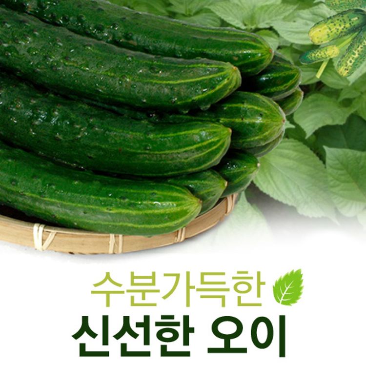 산지직송 수분가득 신선한 오이 3kg상 홈플러스 택배배송