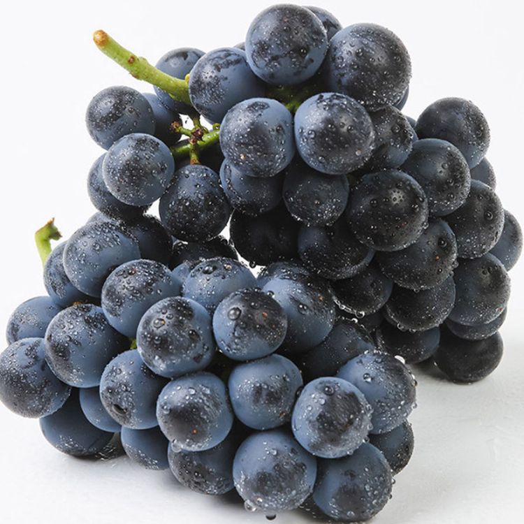 당도보장 깊고 풍부한맛 충랑포도 2kg(일반/6송이/18brix) | 홈플러스 판매자택배