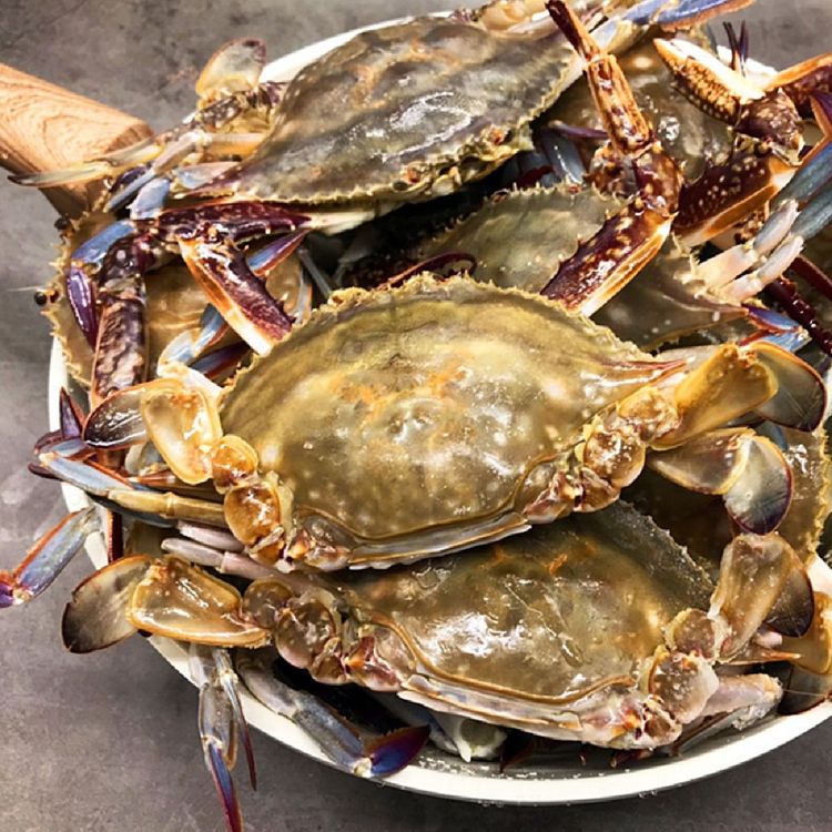 신진도 활 숫 꽃게 1kg 3~5미 햇꽃게 가을꽃게 수꽃게 활꽃게 서해꽃게 서해안꽃게 생꽃 홈플러스 택배배송