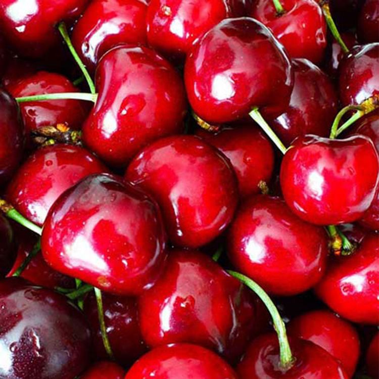 미국산 프리미엄 싱싱 생체리(9~9.5R)-1KG | 홈플러스 택배배송