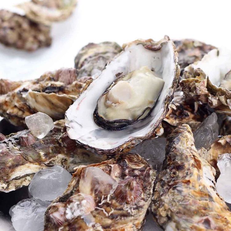 산지직송 제철 석화 각굴 4kg 홈플러스 택배배송