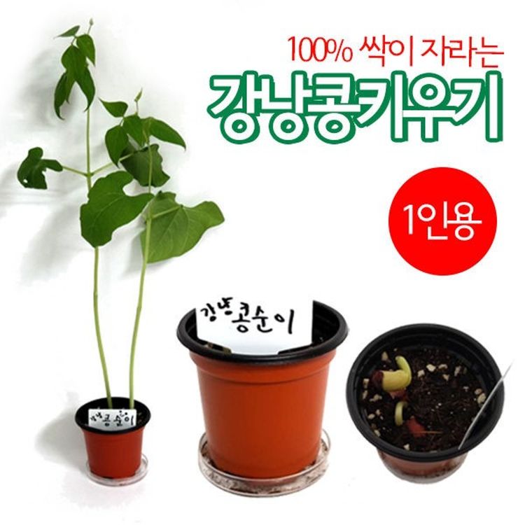 강낭콩기르기강낭콩키우기 받침포함1인용 홈플러스 택배배송