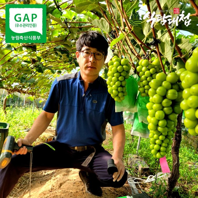 김진환농부 Led농법 Gap 샤인머스켓 가정용 4kg 5 7수 홈플러스 택배배송