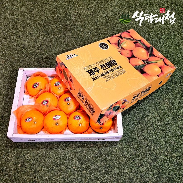 제주 프리미엄 천혜향 선물세트 3kg 9 12과 홈플러스 택배배송