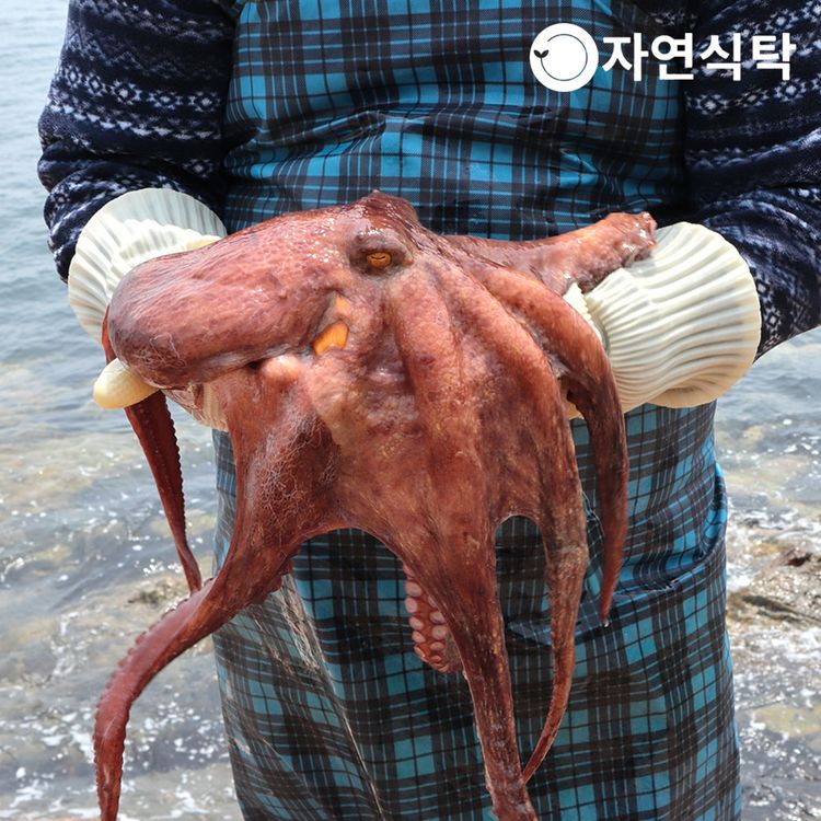 산지직송 경남 통영 자연산 돌문어 1kg1 4미 내외 홈플러스 택배배송