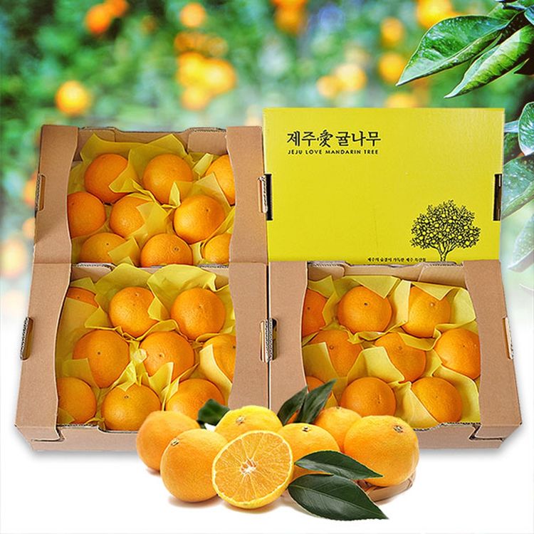 귤나무 제주직송 고당도 황금향대과 3kg8~11과 홈플러스 택배배송
