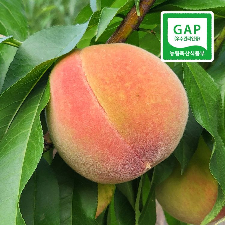 경북김천 GAP인증 고당도 말랑이 황도 복숭아 2kg 대과 (10~12과) | 홈플러스 택배배송