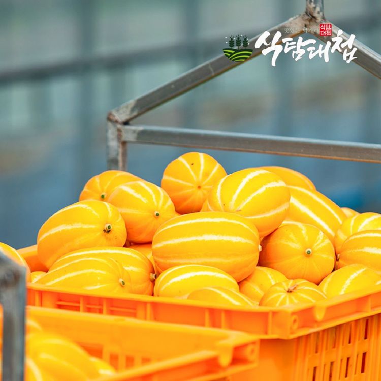 식탐대첩 가정용 성주 참외 로얄과 3kg 9 15과내외 홈플러스 택배배송