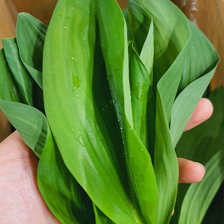 국내산 생명이나물산마늘 명이잎 500g 홈플러스 택배배송