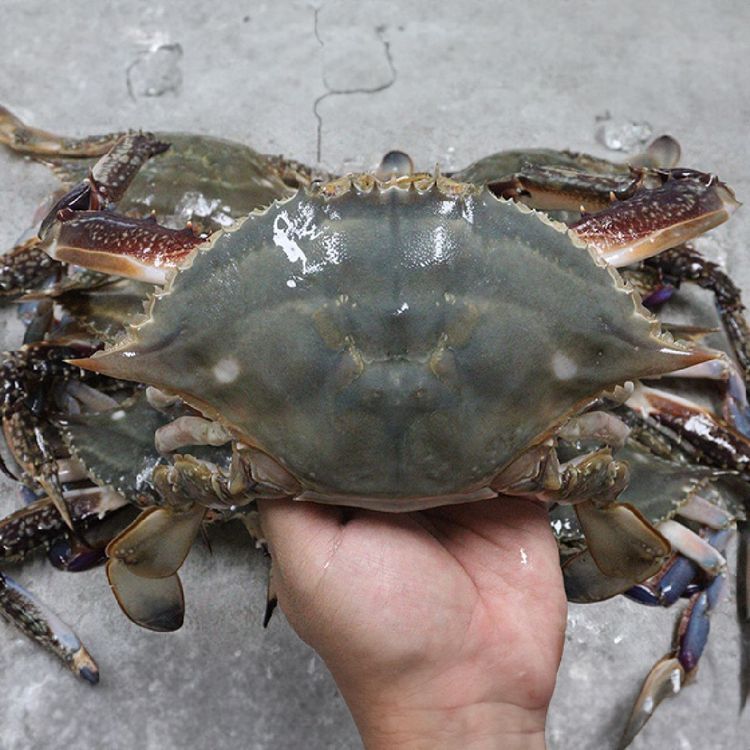 살이 꽉찬 서해안 꽃게 1kg 홈플러스 택배배송