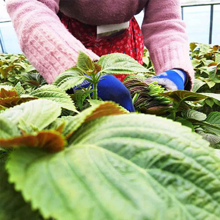 남도장터 축령산 깻잎 40봉 1봉30장 홈플러스 택배배송