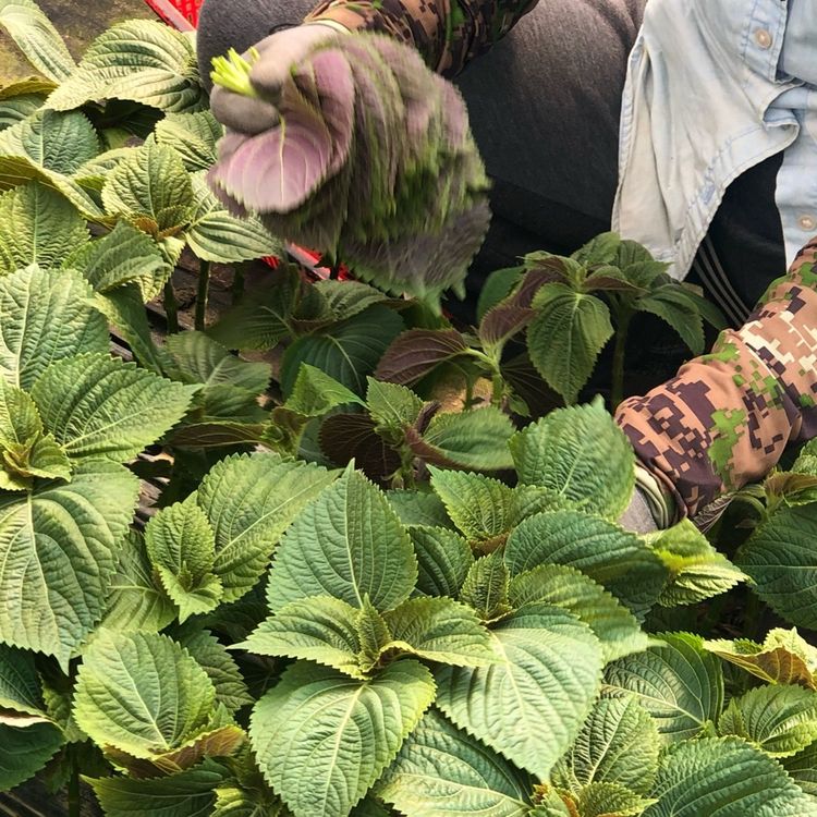 깻잎 밀양깻잎 장아찌 김치 용도 1kg 산지직송 홈플러스 택배배송