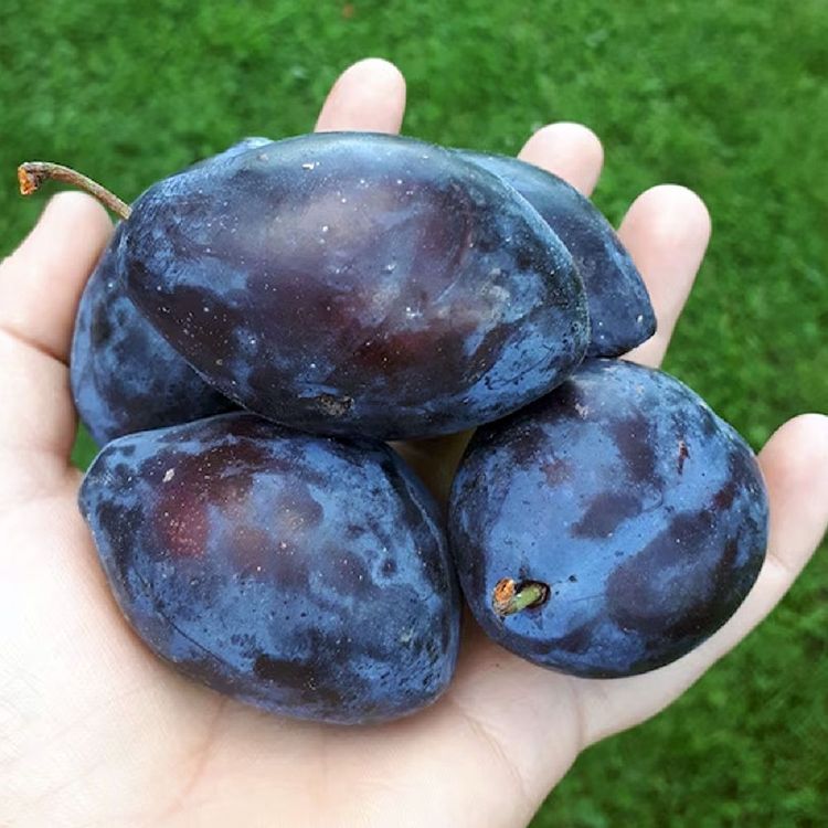 영동 생 푸룬 자두 2kg 서양자두 푸룬생과 푸른자두 프룬 영동자두 보라색자두 보라자두 햇 홈플러스 택배배송