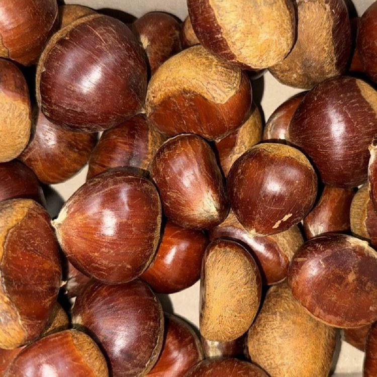 공주밤 햇밤 알밤 1kg 대 홈플러스 택배배송