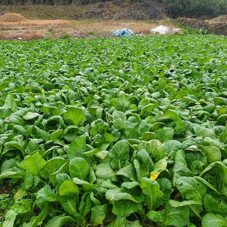 여수 노지 돌산갓 생갓 10kg 당일 수확 채취 산지직송 해풍 맞고 자란 홈플러스 판매자택배