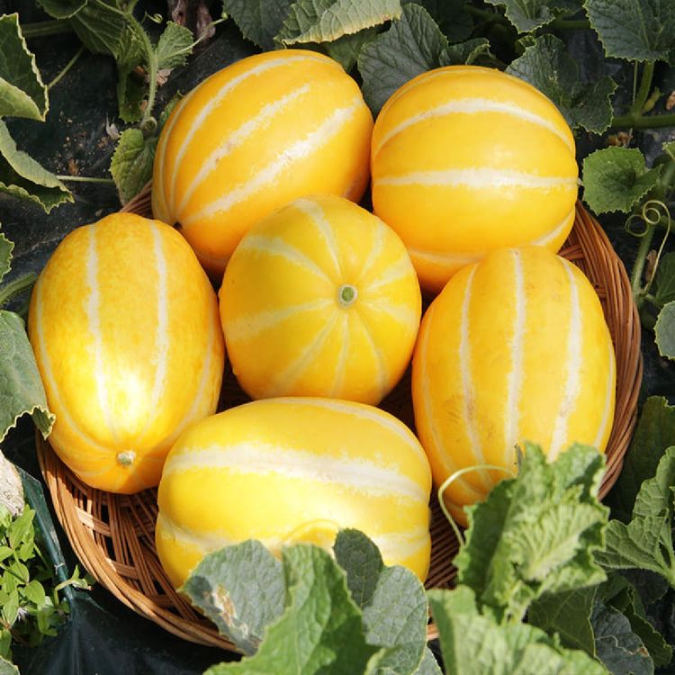 잇츠팜 성주 꿀참외 15kg 로얄과 6 7과 홈플러스 택배배송