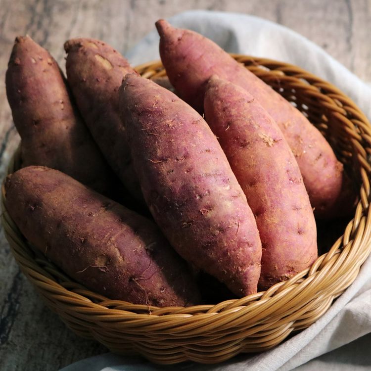 해남직송 달콤한 꿀밤고구마 한입 10kg 홈플러스 택배배송