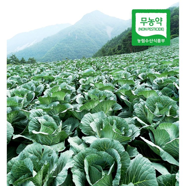친환경 무농약 양배추 2kg 홈플러스 택배배송