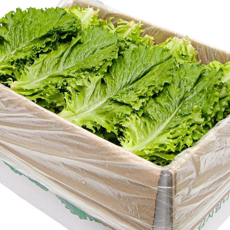 국내산 특품 잎로메인상추 한박스 4kg 청로메인 상추 쌈채소 샐러드야채 가락시장 당일새벽경 홈플러스 택배배송