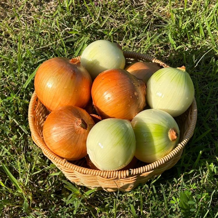 산직발송 전라도 무안 양파 생양파중대 5kg 홈플러스 택배배송