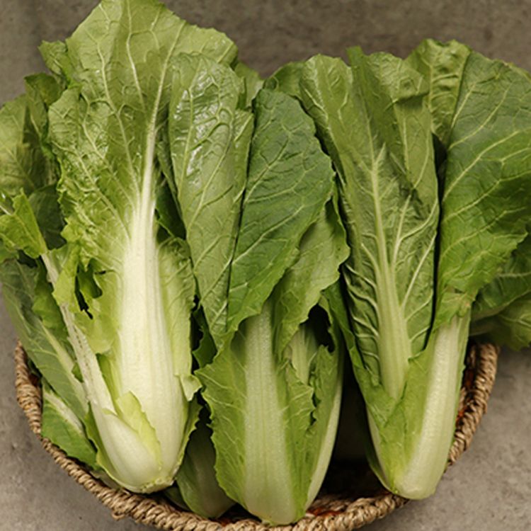 포천 어린 얼갈이 3kg 홈플러스 택배배송
