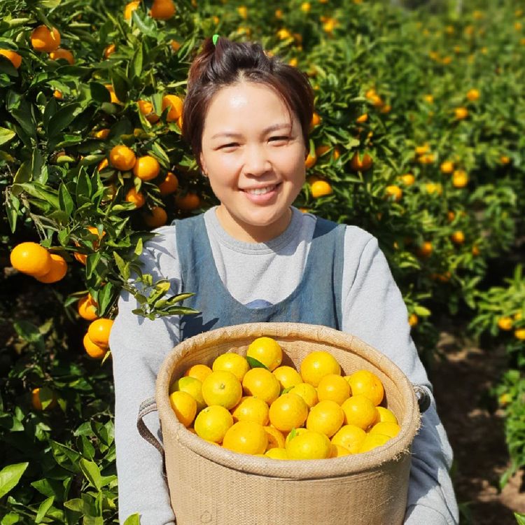 제주 산지직송 하우스 가정용 3kg 대과l 2l 홈플러스 택배배송