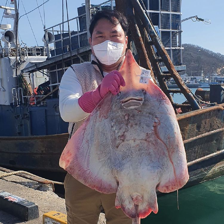 저온숙성 국산 홍어 500g 약한 맛 홈플러스 택배배송