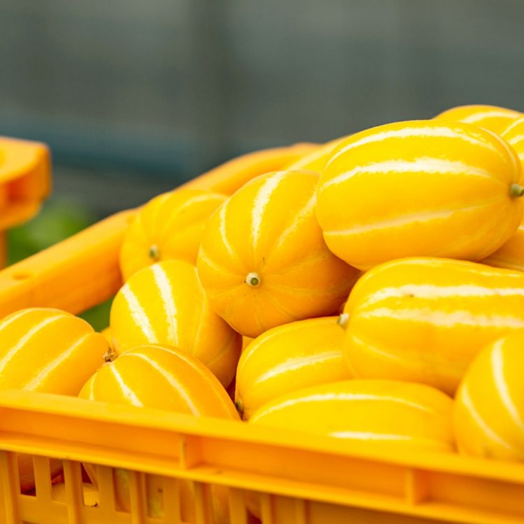 경북 성주 벌꿀 참외 가정용 참외 대과 5kg 홈플러스 택배배송