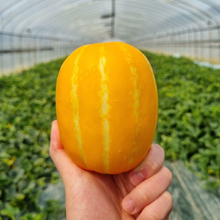 농장 당일수확 성주 참외 2kg 대과 홈플러스 택배배송