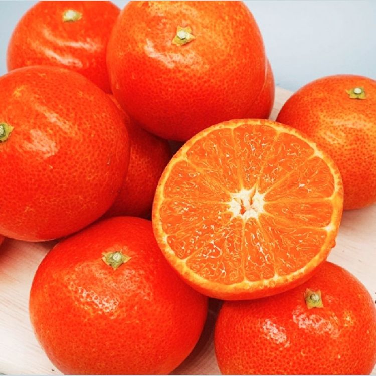 고당도 제주 홍미향 1kg 홈플러스 택배배송