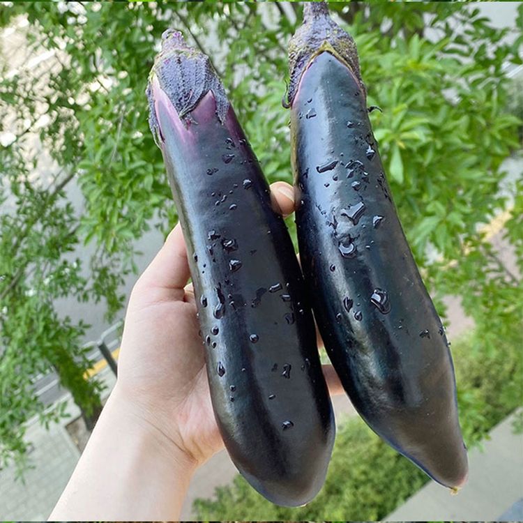 국내산 햇가지 5kg 개당 150g 내외 홈플러스 택배배송