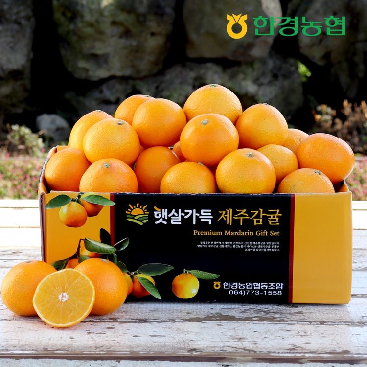 한경농협 제주 황금향 2kg 대과4 8과 내외 홈플러스 택배배송