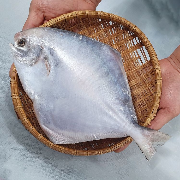산지직송 신안 생물 병어 大 1마리 홈플러스 택배배송