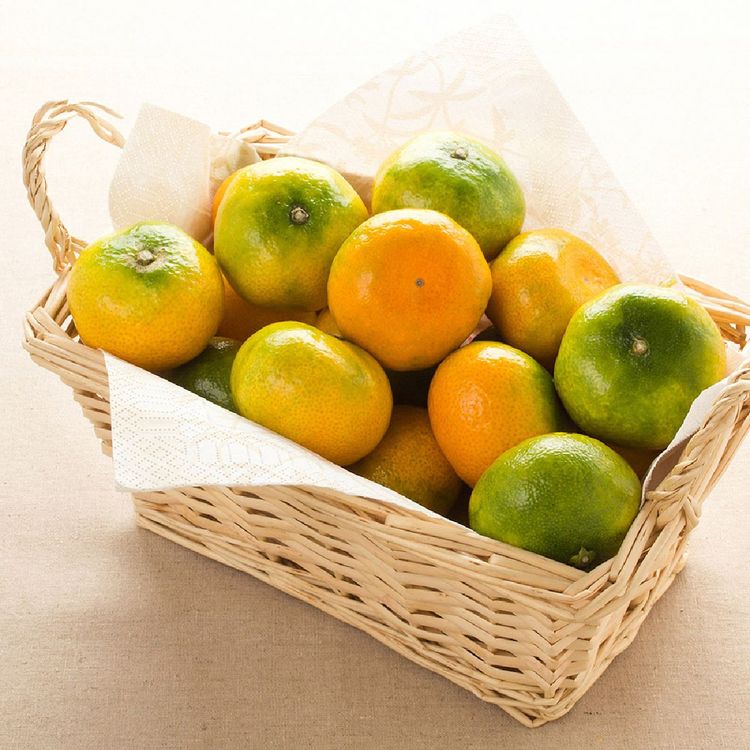 고랑몰라 제주 타이벡 감귤 5kg 대과 L 홈플러스 택배배송